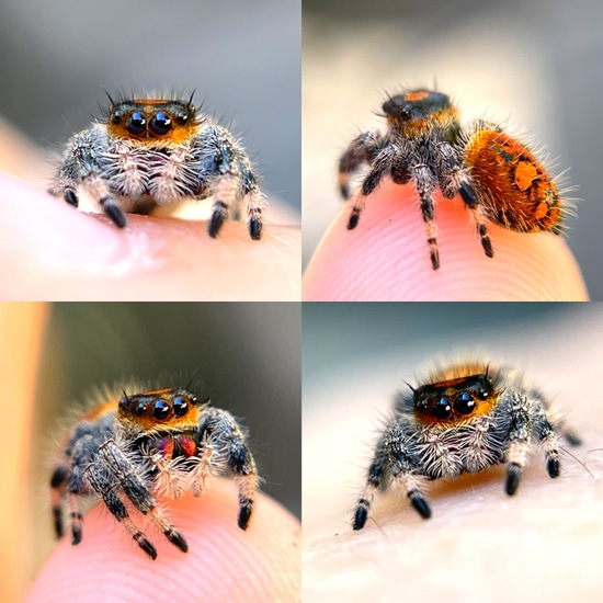 I8 Phidippus Regius "Cabbage" Jumping Spider by Too Many Spoodys