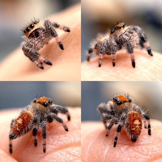I8 Phidippus Regius "Pepper" Jumping Spider by Too Many Spoodys