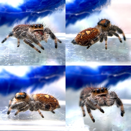I8 Phidippus Regius "Checkers" Jumping Spider by Too Many Spoodys