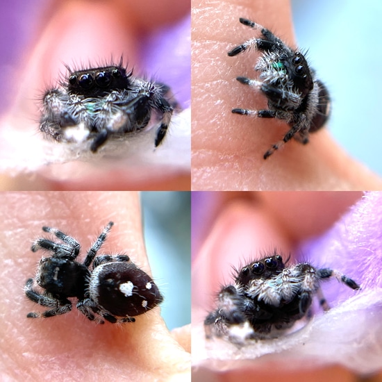 I8 Phidippus Regius "Squash" Jumping Spider by Too Many Spoodys