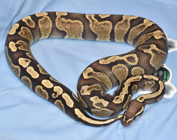 Ghi Chocolate Het Hypo Ball Python by Romany pythons - MorphMarket