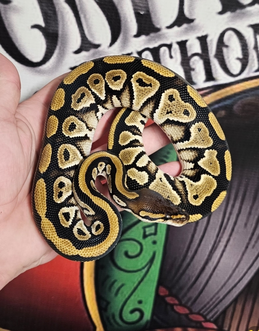 Bongo Het Clown Pos Het Pied Ball Python by Romany pythons - MorphMarket