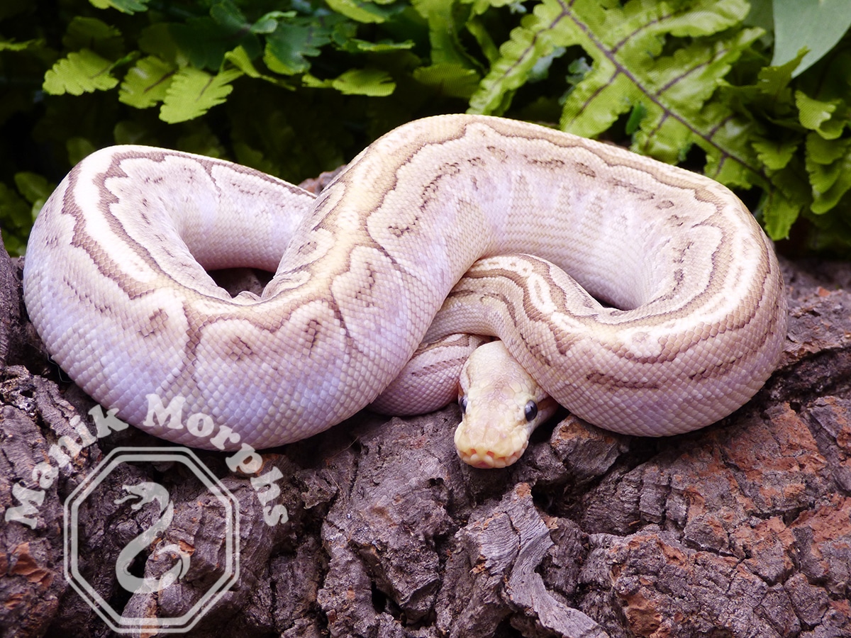Bamboo Pastel Cinnamon Ball Python by Manik Morphs - MorphMarket