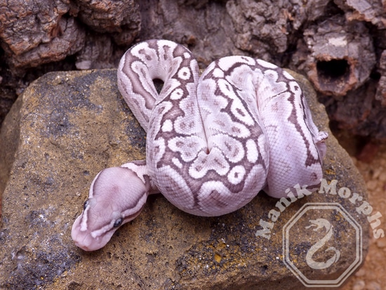 Bamboo Orange Dream Ball Python by Manik Morphs