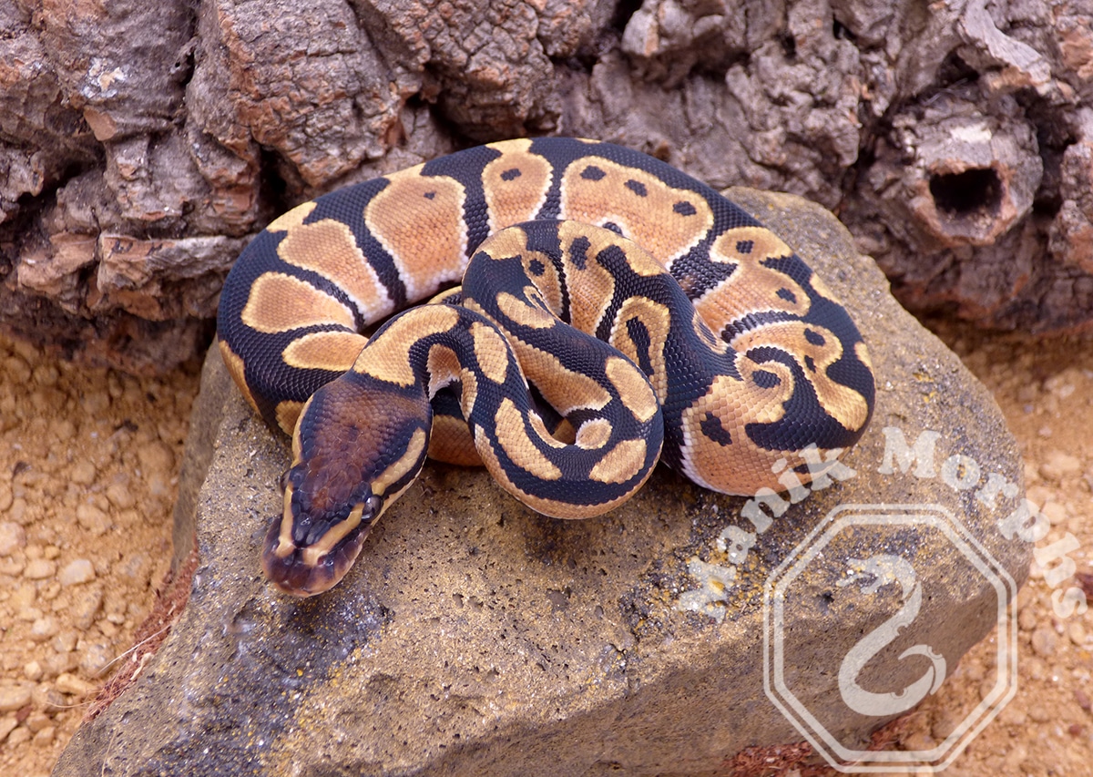 Orange Dream Ball Python by Manik Morphs - MorphMarket