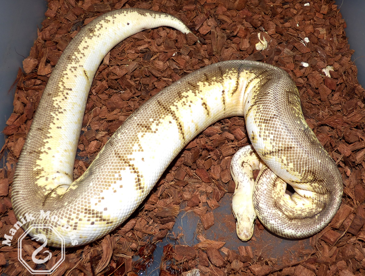 Super Pastel Pinstripe Spider Ball Python by Manik Morphs - MorphMarket