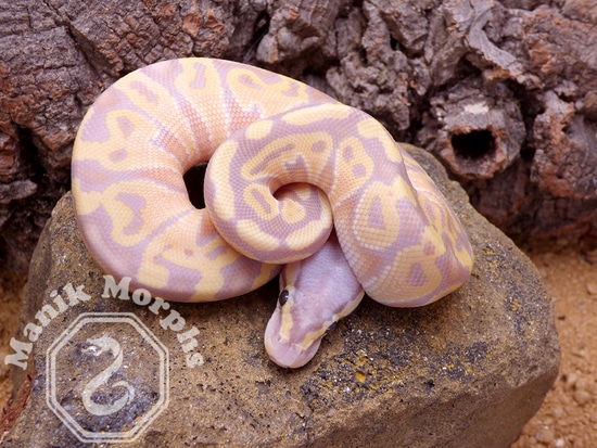 Pastave Banana Ball Python by Manik Morphs - MorphMarket