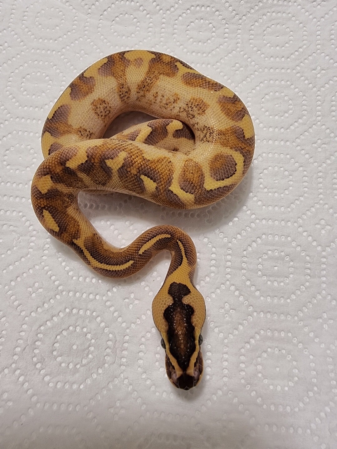 Super Enchi Freeway Ball Python by Manik Morphs - MorphMarket
