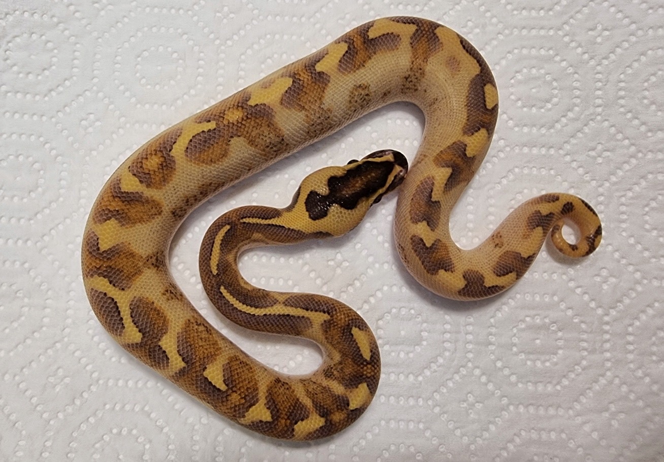 Super Enchi Freeway Ball Python by Manik Morphs - MorphMarket