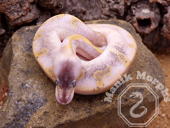 Champagne Pastel Ball Python by Manik Morphs