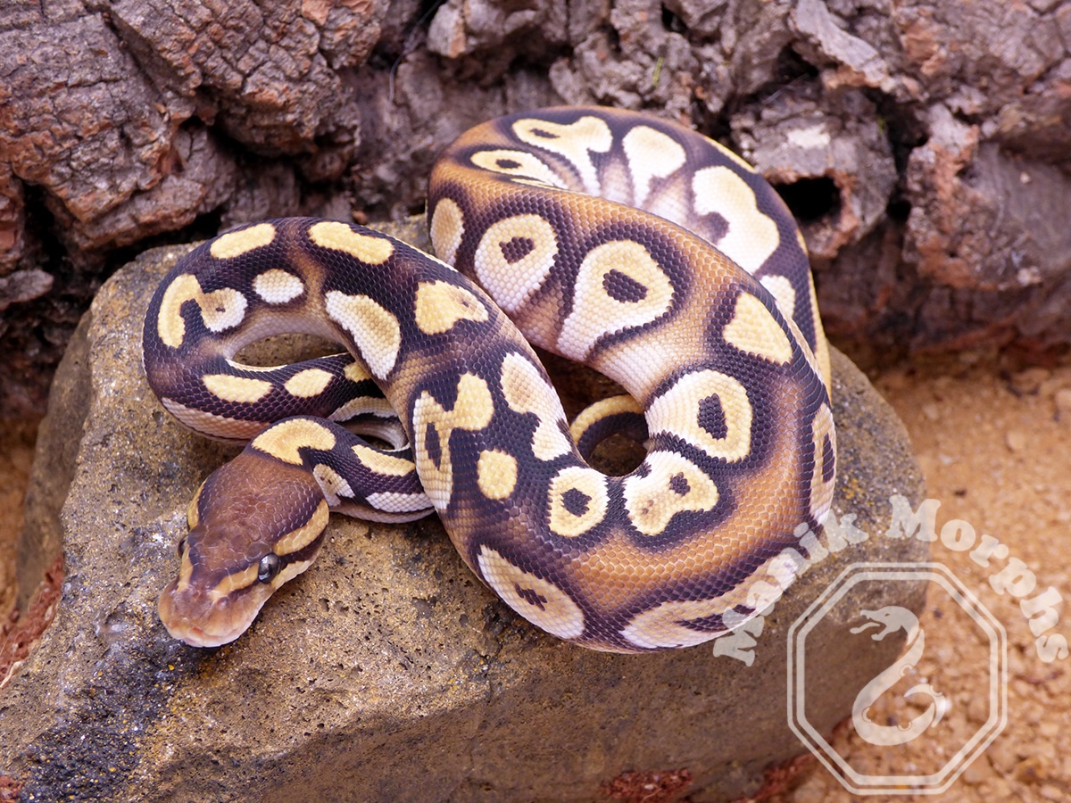 Lesser Orange Dream Ball Python by Manik Morphs - MorphMarket