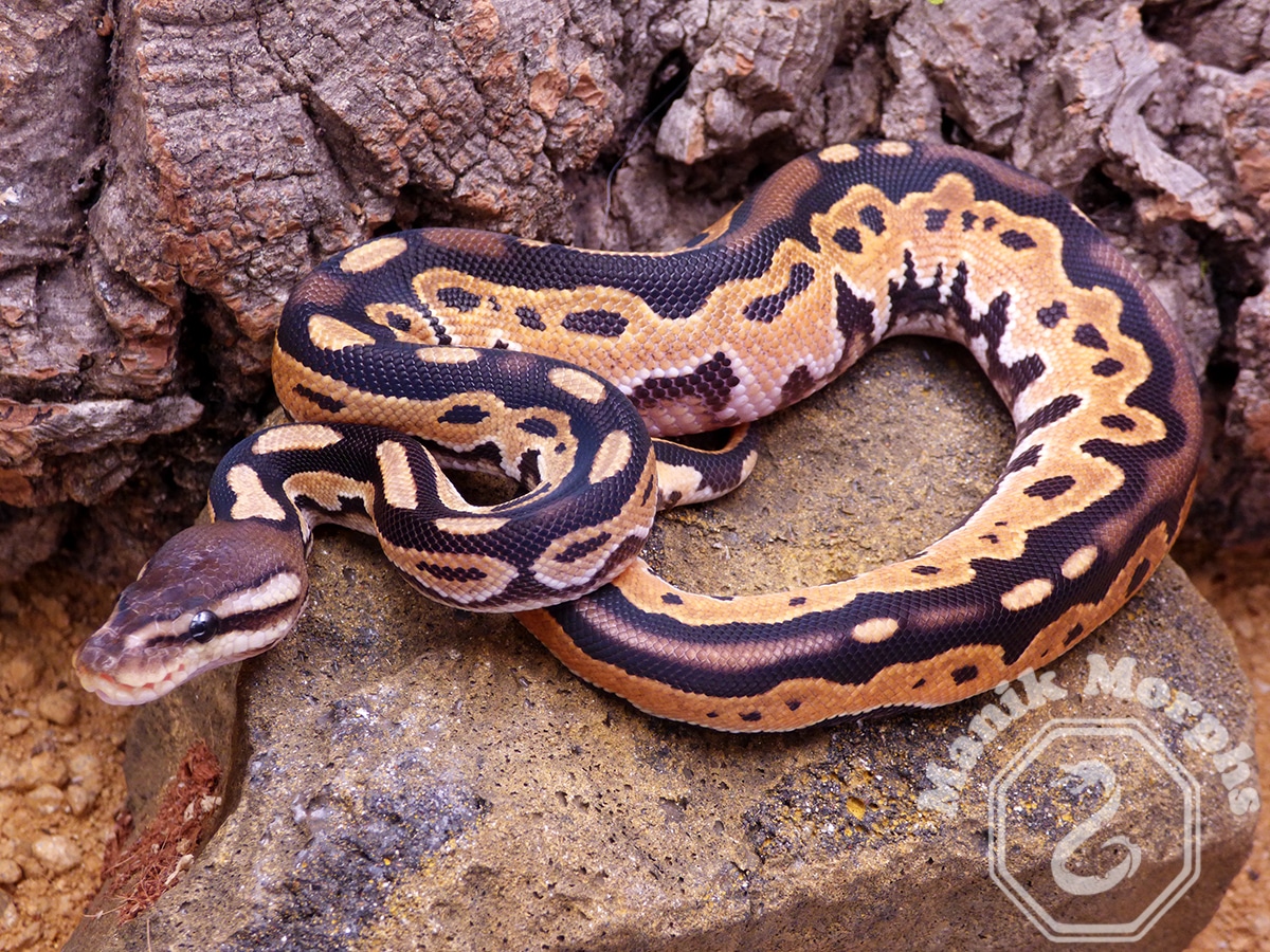 Cinnamon Orange Dream Ball Python by Manik Morphs - MorphMarket