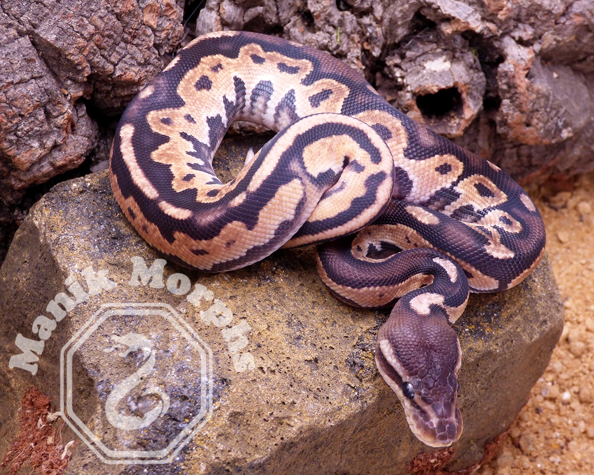 Cinna Belly Orange Dream Ball Python by Manik Morphs - MorphMarket