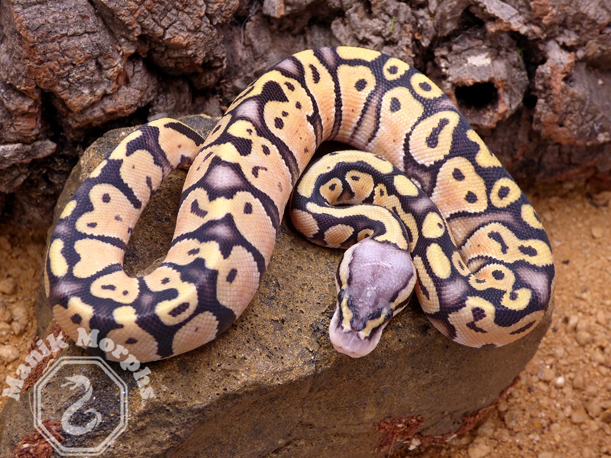 Super Pastel Ball Python by Manik Morphs - MorphMarket