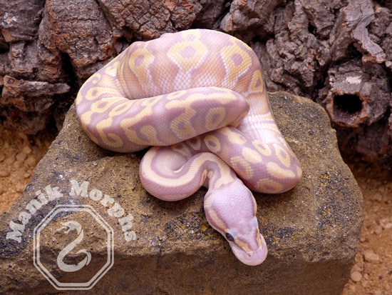 Super Pastel Banana Mojave Ball Python by Manik Morphs