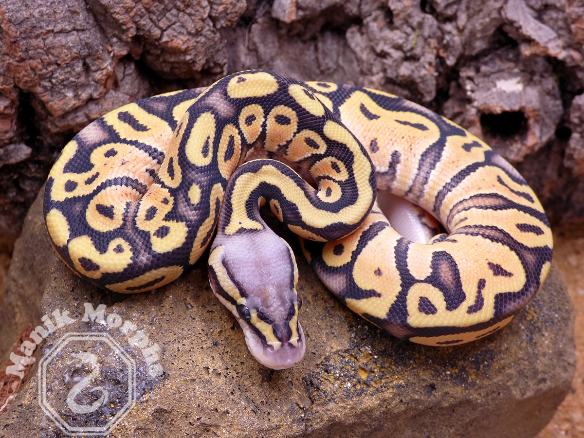 Super Pastel Ball Python by Manik Morphs - MorphMarket