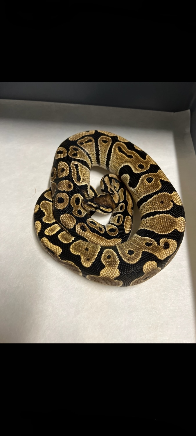 Normal Female Ball Python by Incrediball Royals - MorphMarket