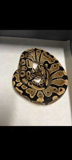 Normal Female Ball Python by The Hissy Fix
