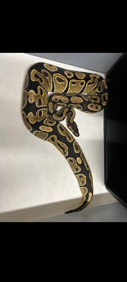 Normal Female Ball Python by The Hissy Fix