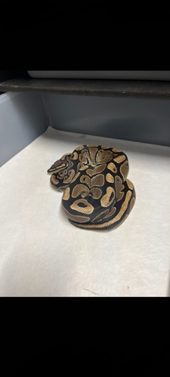 Normal Female Ball Python by The Hissy Fix