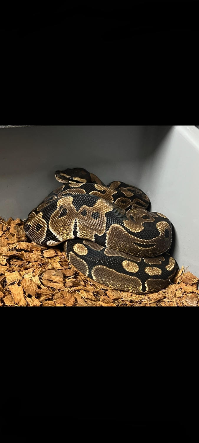 Normal Female Ball Python by Incrediball Royals - MorphMarket