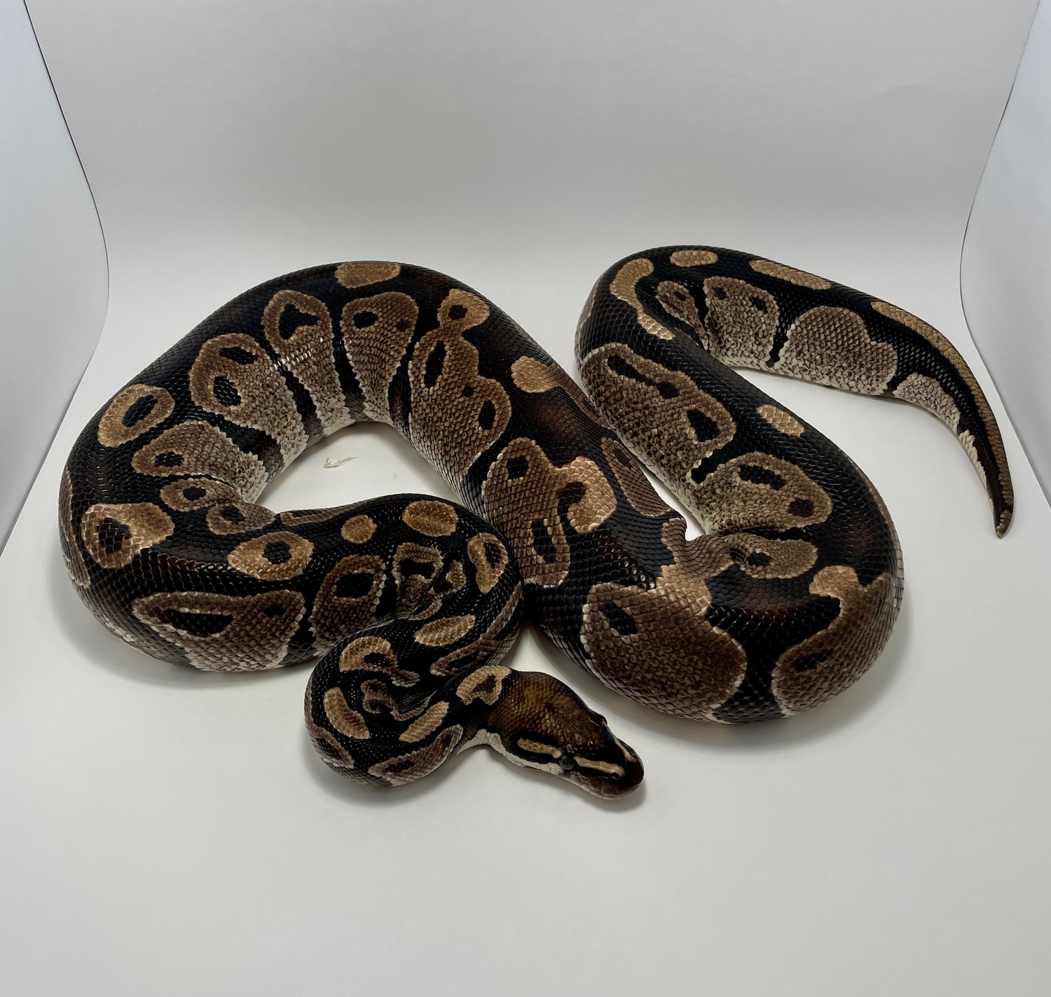 2016- 100% Double Het Pied/Caramel Ball Python by Dan Reptiles ...
