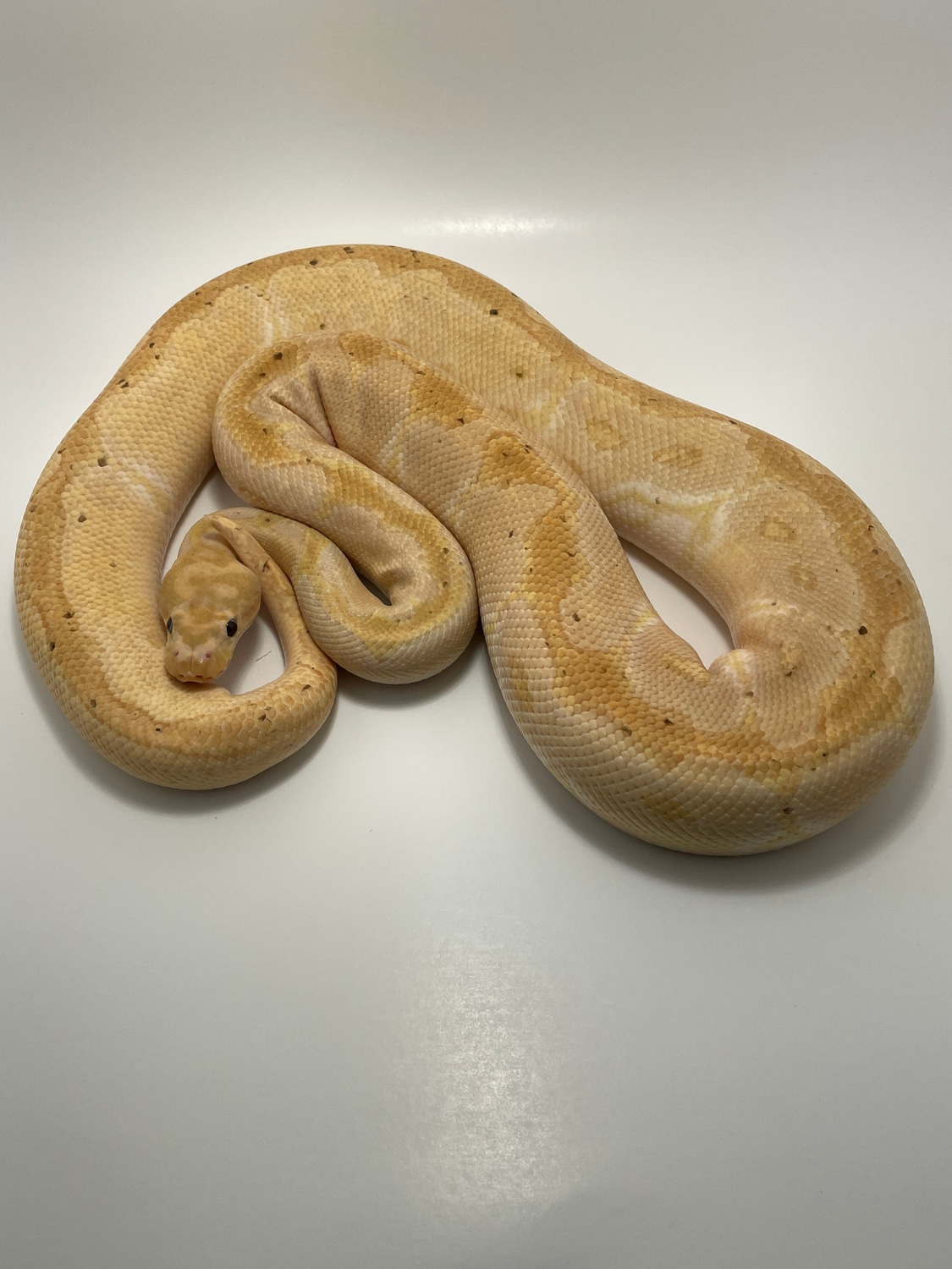 Dan Reptiles's Collection - MorphMarket