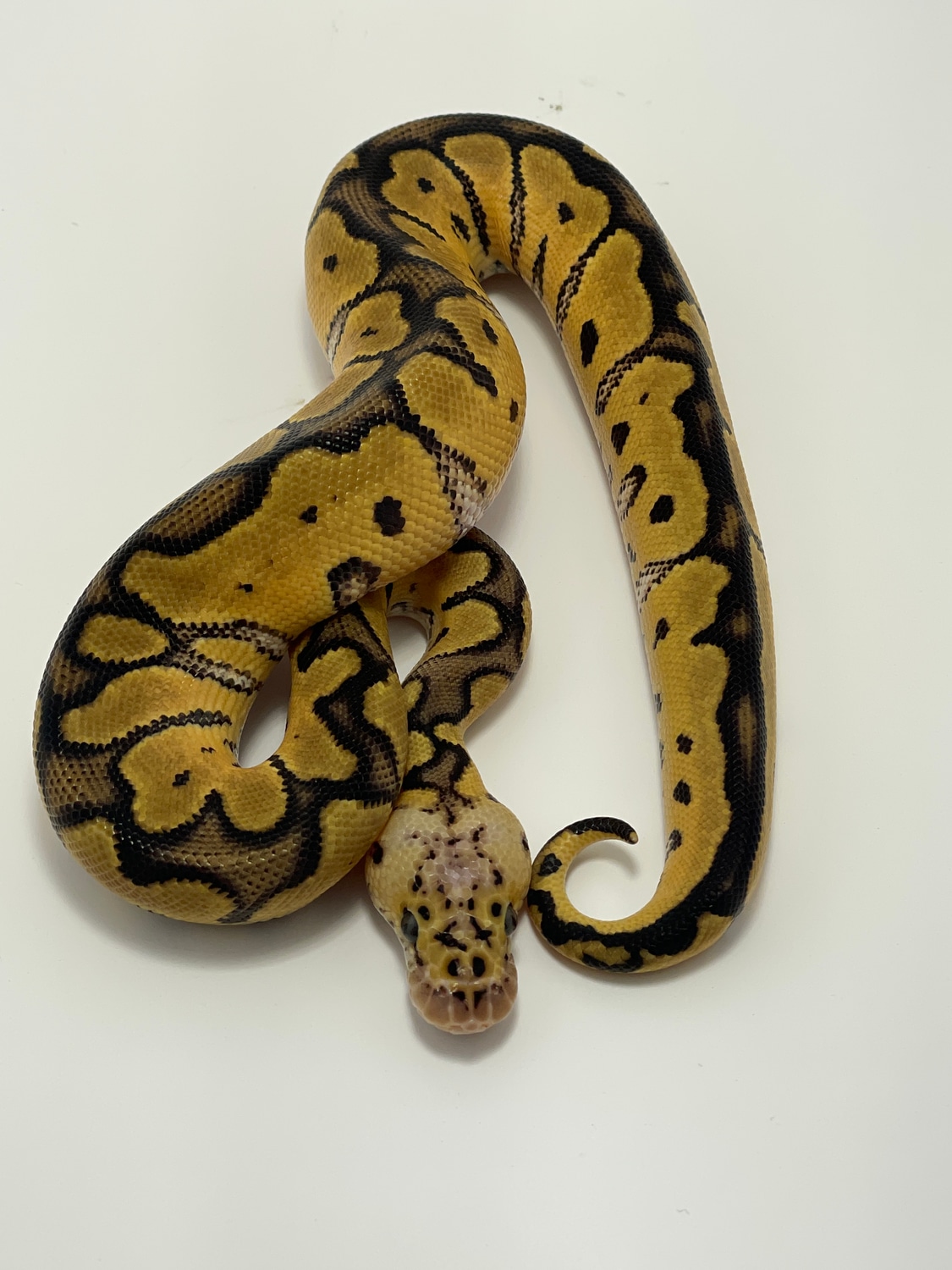 Pastel Clown Ball Python by Dan Reptiles - MorphMarket