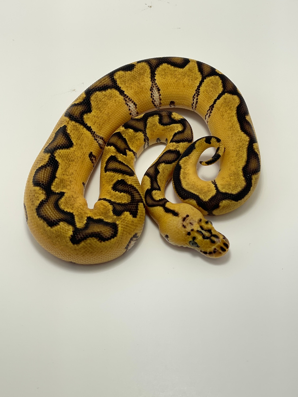 Pastel Enchi Clown Ball Python by Dan Reptiles - MorphMarket