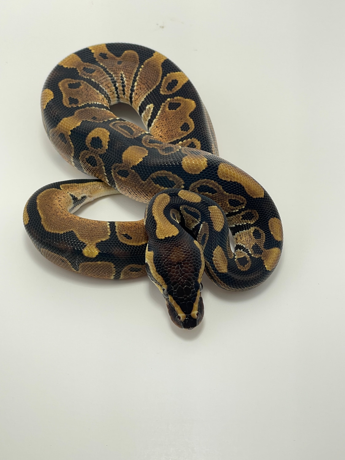 Het Ultramel 66% Het Pied Ball Python by Dan Reptiles - MorphMarket