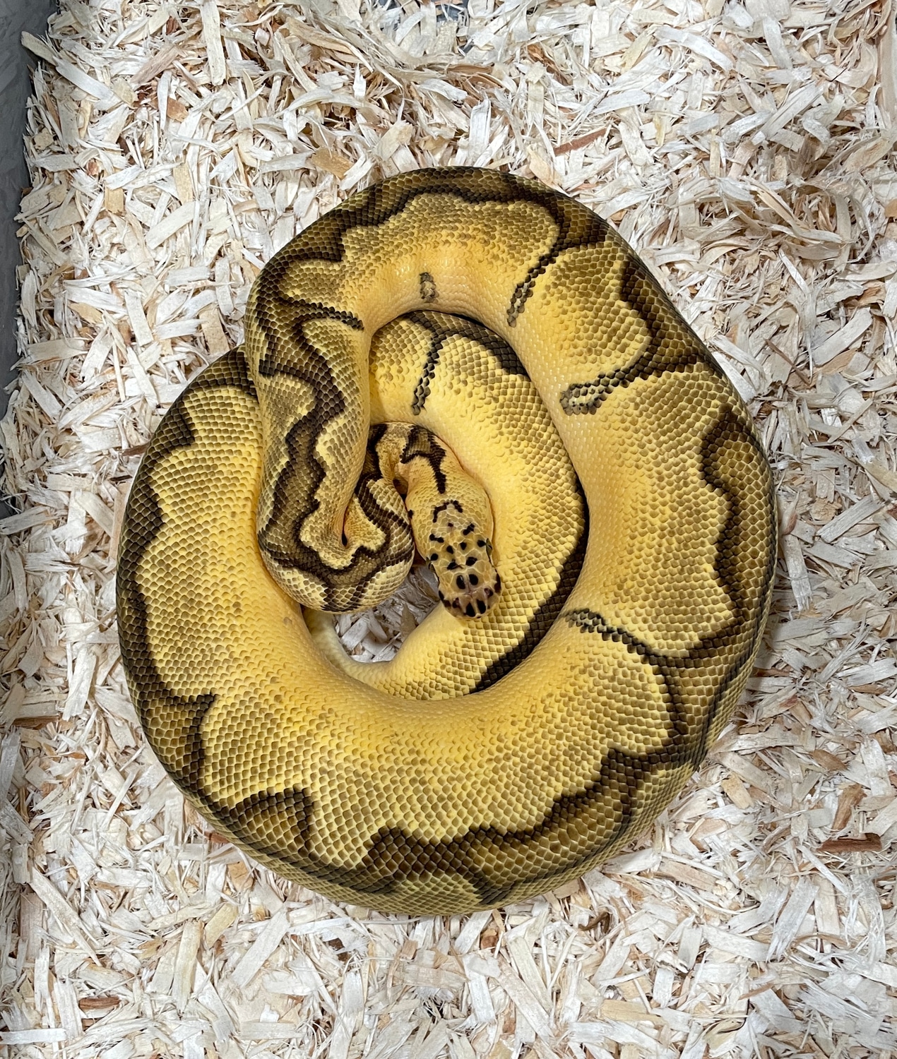 Pastel Enchi Clown Ball Python by Dan Reptiles - MorphMarket