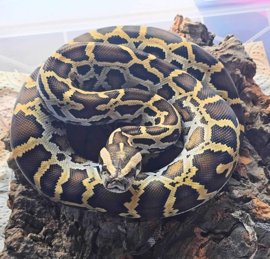 Burmese Python by Envy Exotics