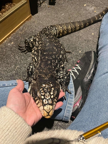 Free To Good Home Black And White Tegu Argentine Tegus by Envy Exotics
