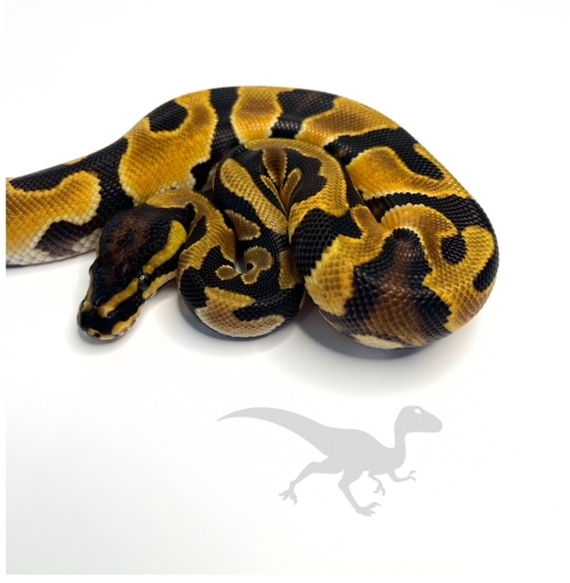 Orange Dream TRIPLE Het Clown DG Pied 50% GCR Axanthic Ball Python by ...