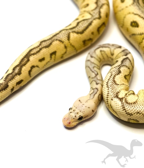 Super Pastel YB Fire/Disco Clown Proven Breeder! NO RESERVE Ball Python ...