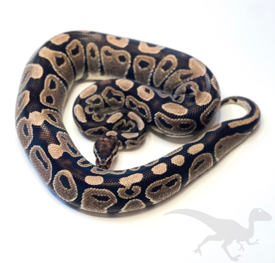 Black Axanthic/TSK 100% Het Hypo (Ready To Breed!) Ball Python by ...
