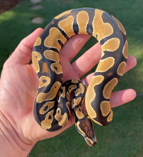 Orange Dream 100% Het GCR/MJ Axanthic Ball Python by Mantooth Captive ...
