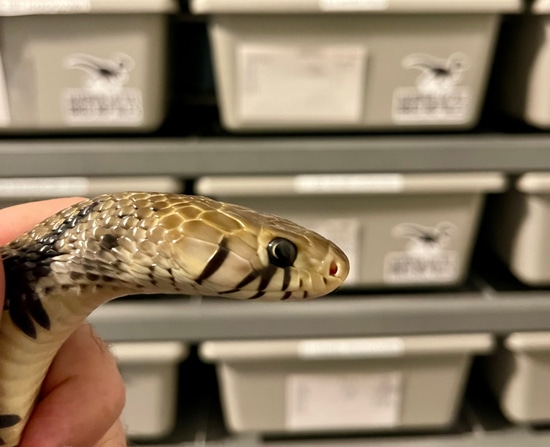 Unicolor Cribo! CBB 2022 Male! Cribo & Indigo Snakes by Mantooth ...