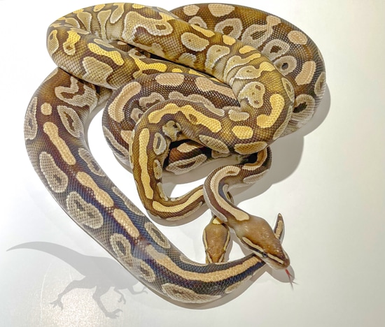 BEL Makers!! Lesser/Mojave PAIR! Ball Python by Mantooth Captive Bred ...