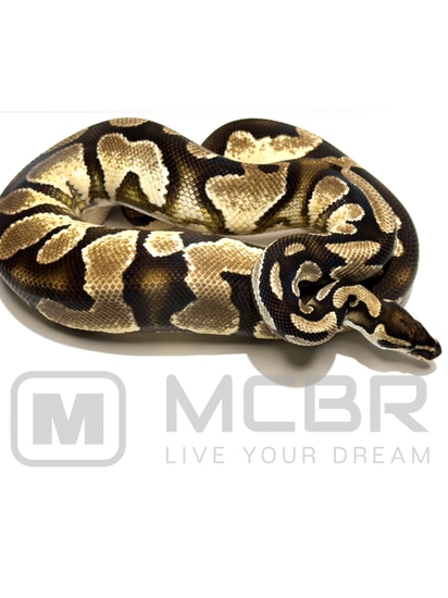 ODYB Dbl Het MJ Axanthic Pied (Proven Breeder) Ball Python by Mantooth ...