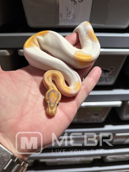 NO RESERVE Super Orange Dream Banana Pied Het Hypo Ball Python by Mantooth Captive Bred Reptiles