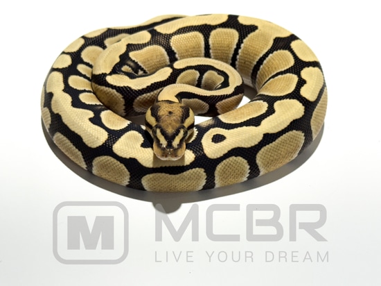 Orange Dream Desert Ghost Het Hypo Ball Python by Mantooth Captive Bred ...