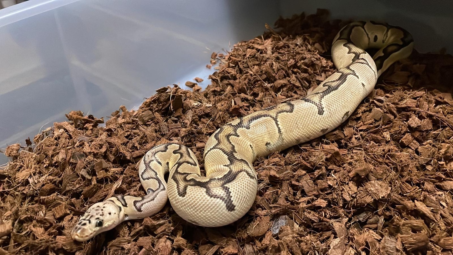 Firefly Clown Ball Python by M.M Königspython - MorphMarket