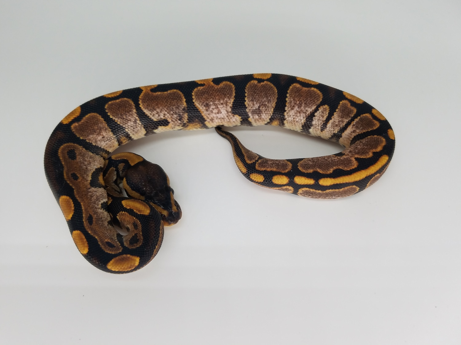 Sugar Ball Python by Maple City Morphs - MorphMarket