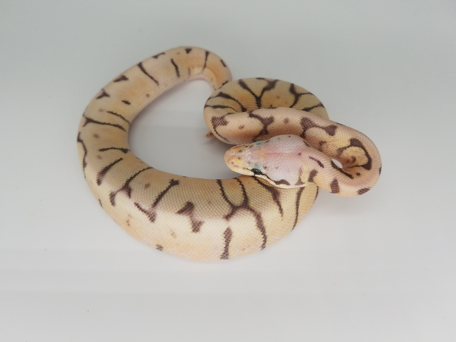 Killer QueenBee Congo Ball Python by Maple City Morphs - MorphMarket