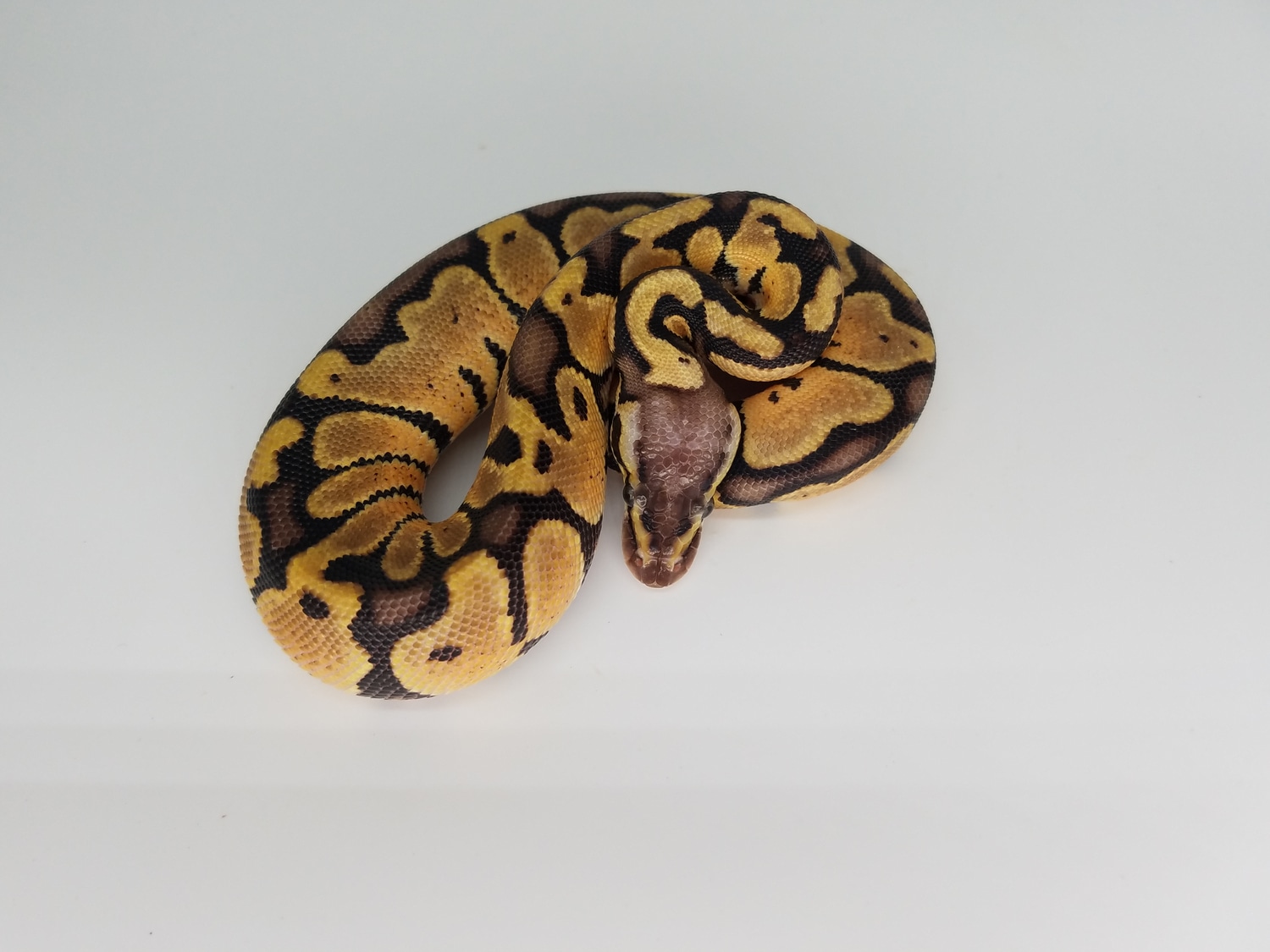 Pastel Congo Ball Python by Maple City Morphs - MorphMarket