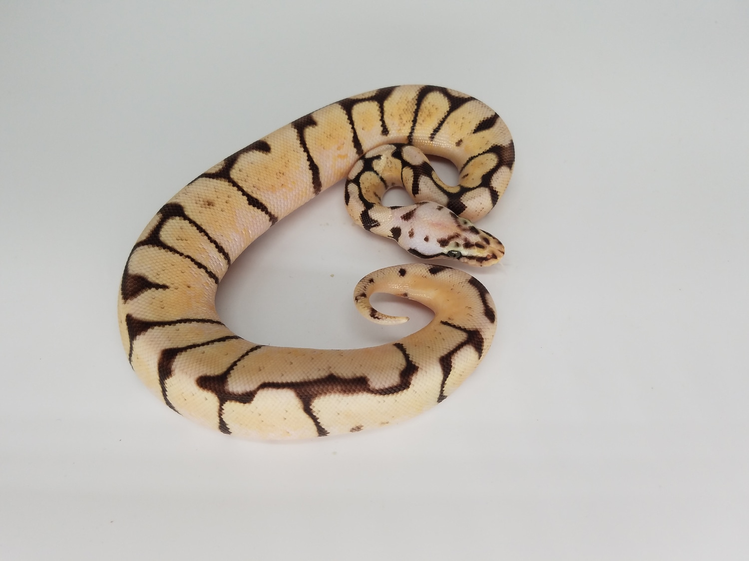 KillerBee Congo Ball Python by Maple City Morphs - MorphMarket