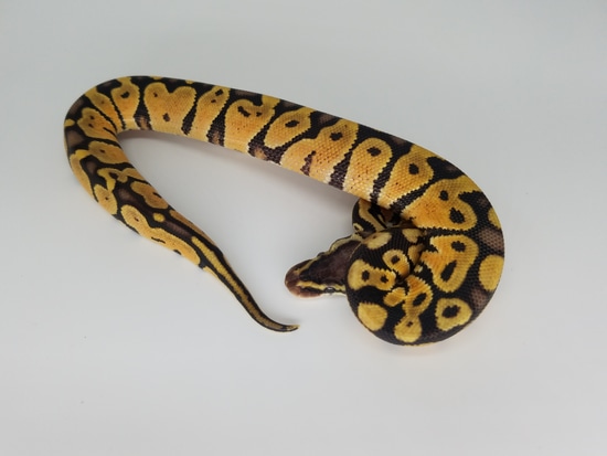 Pastel Congo Ball Python by Maple City Morphs