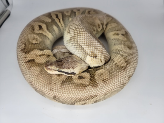 Super Pastel Mystic Yellowbelly Ball Python by Maple City Morphs