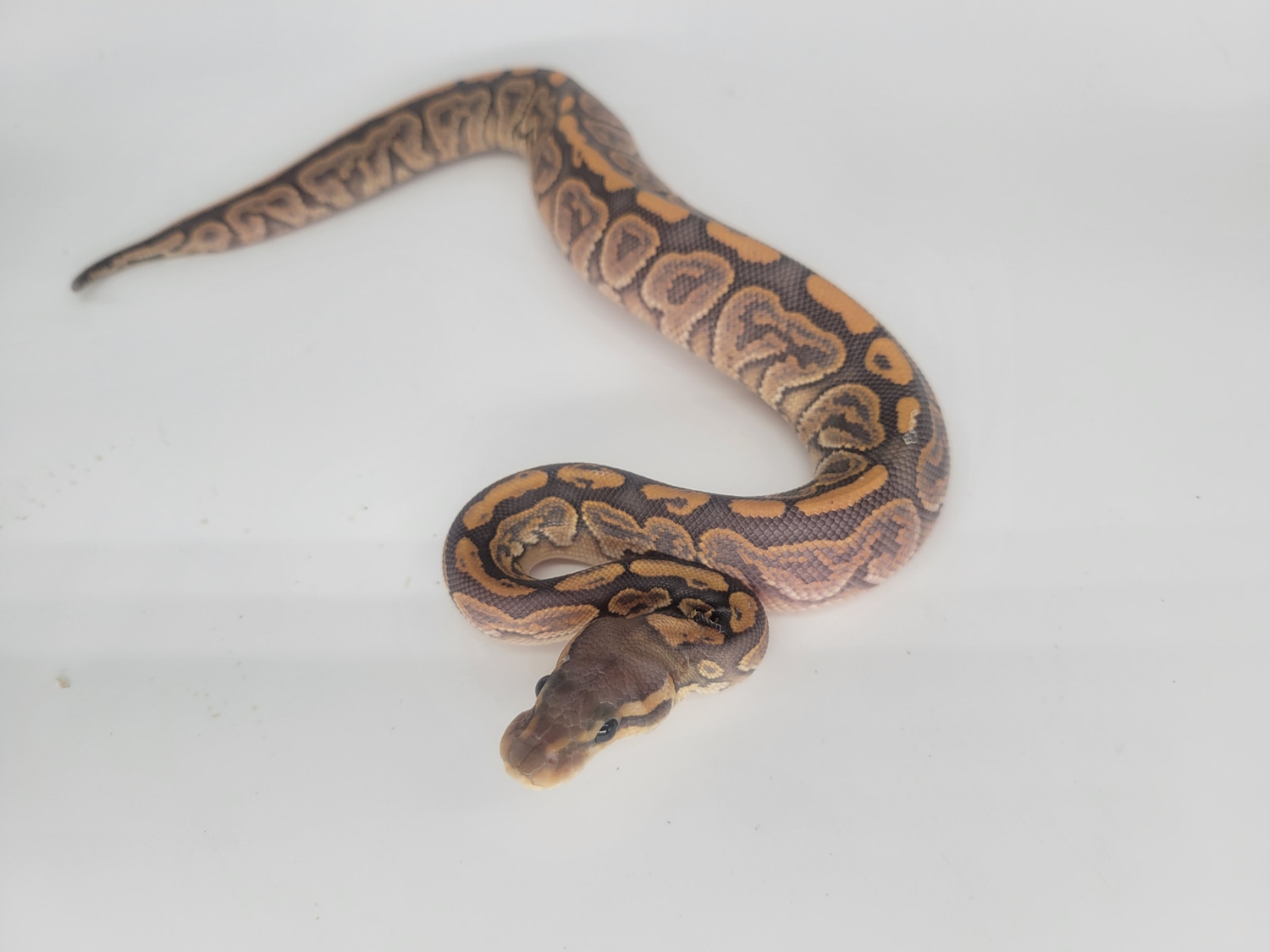 Black Pastel Mojave Ghost Ball Python by Maple City Morphs - MorphMarket